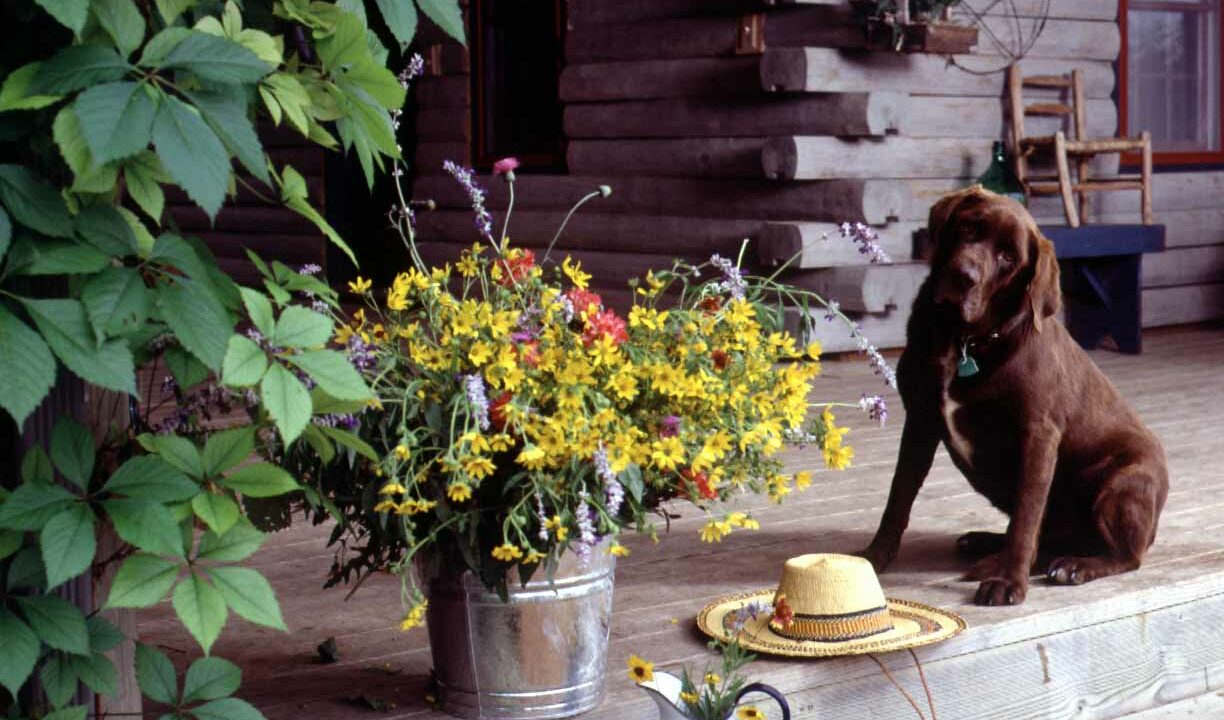 Preparing the Log Home for a New Dog - Real Log Homes