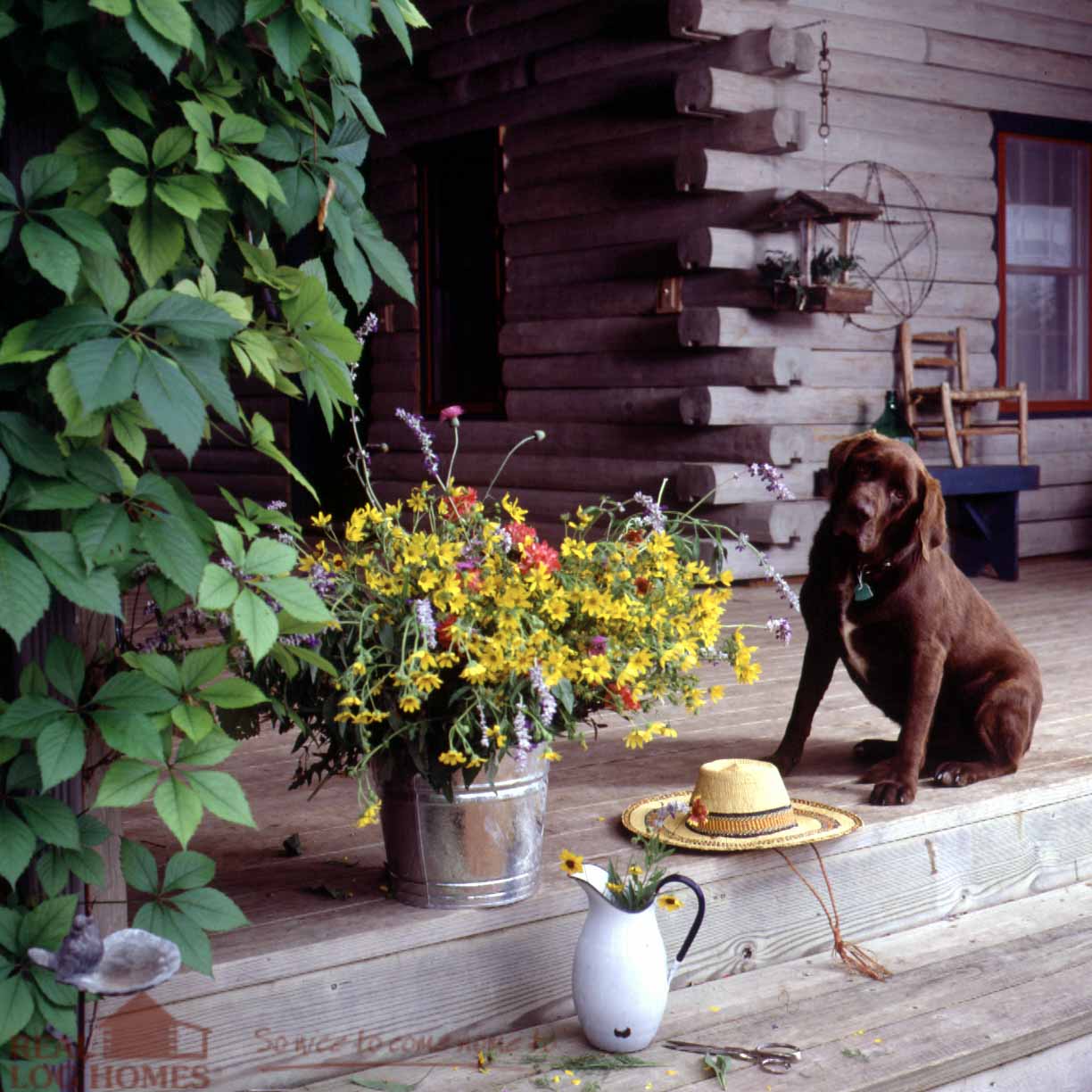 Preparing the Log Home for a New Dog - Real Log Homes
